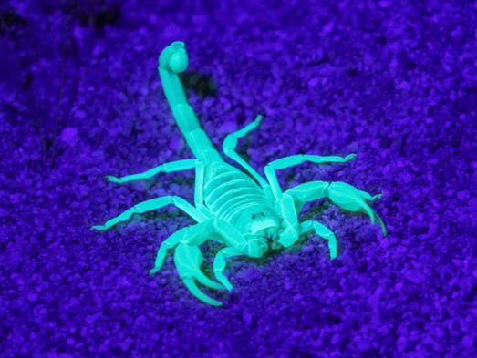 Ultraviolet lights and desert nights: searching for scorpions requires ...