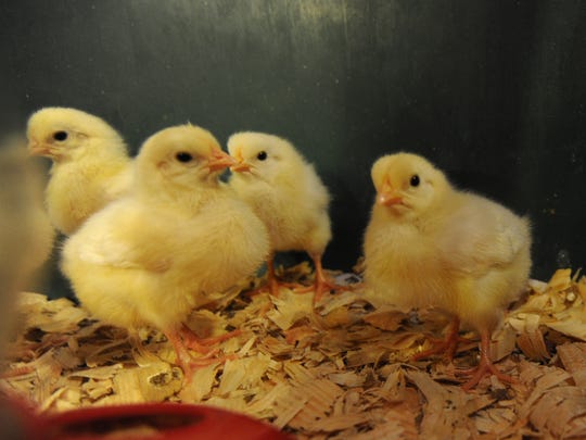 Elzy Milling & Trade doing well