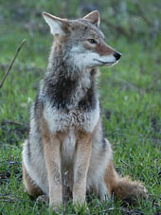 Coyotes spotted in Mason and Anderson Twp.