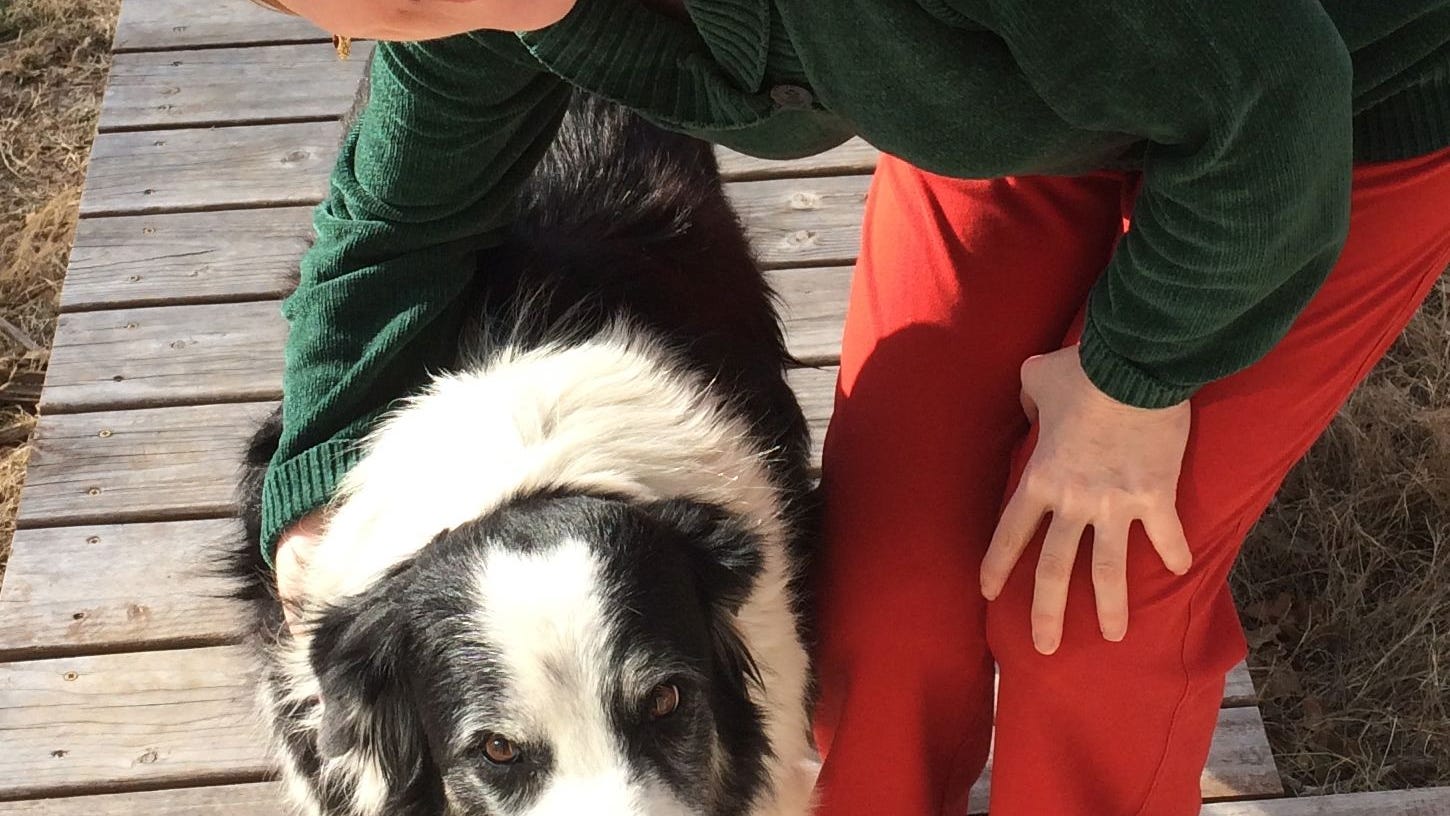 Study drops hints that dogs get envious, lack shame