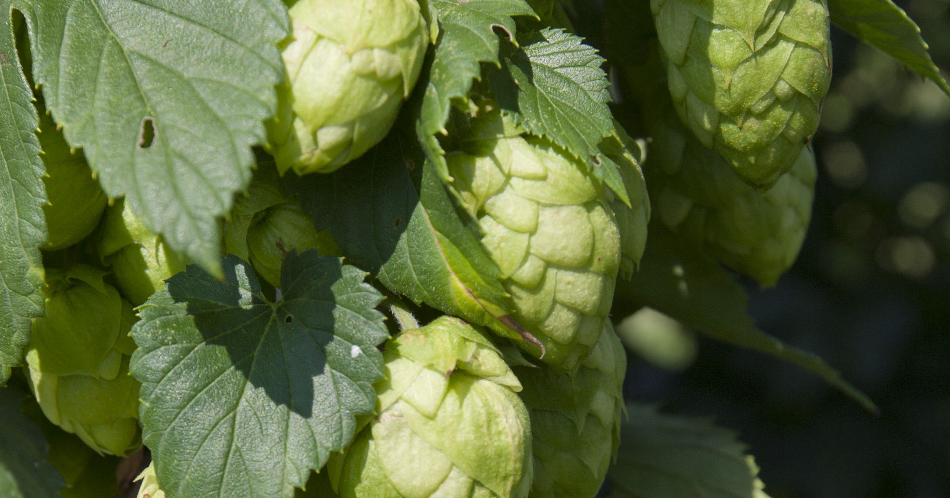If you can control them, hops are nice vine even if you're not a brewer