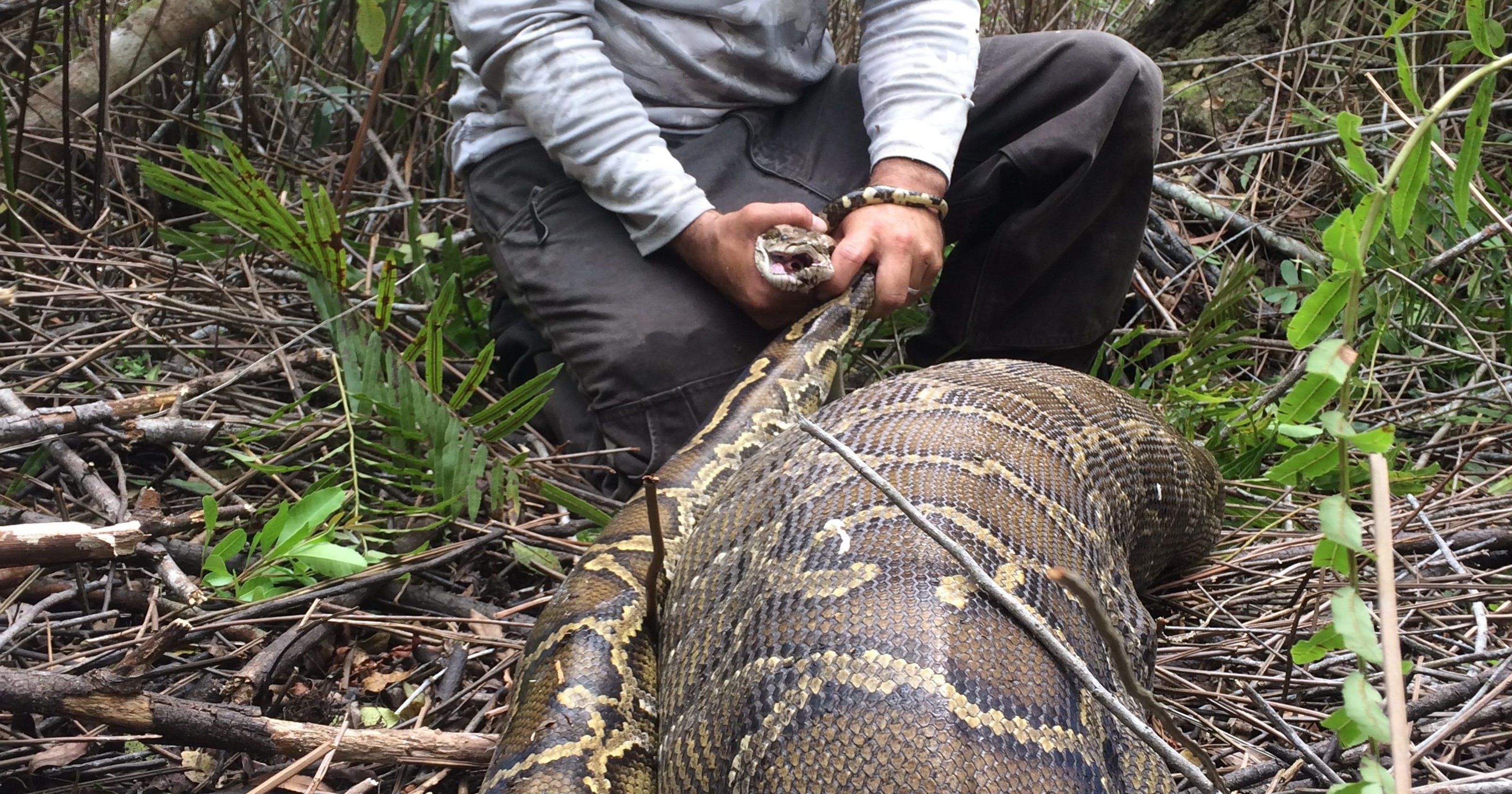 Burmese python devours white tailed deer-fawn that outweighed it