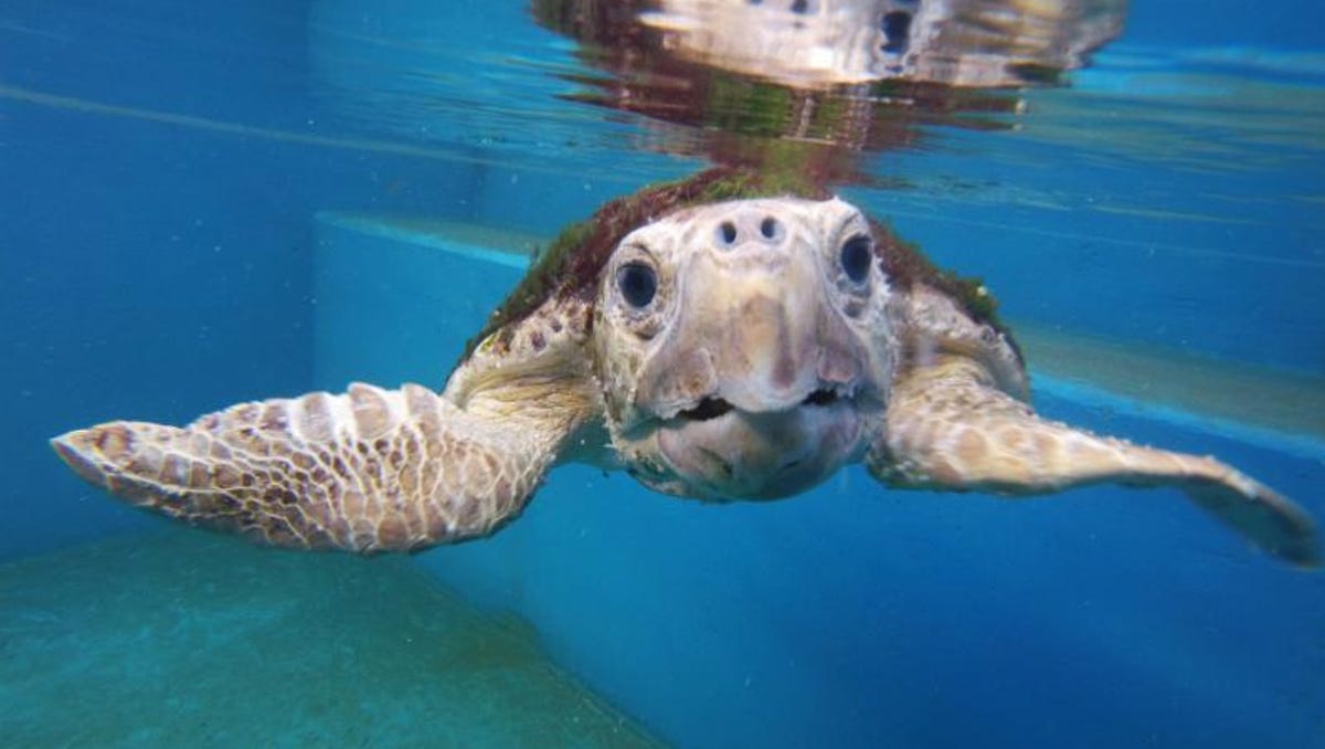 Meet the seven sea turtles released at Gulf Islands National Seashore