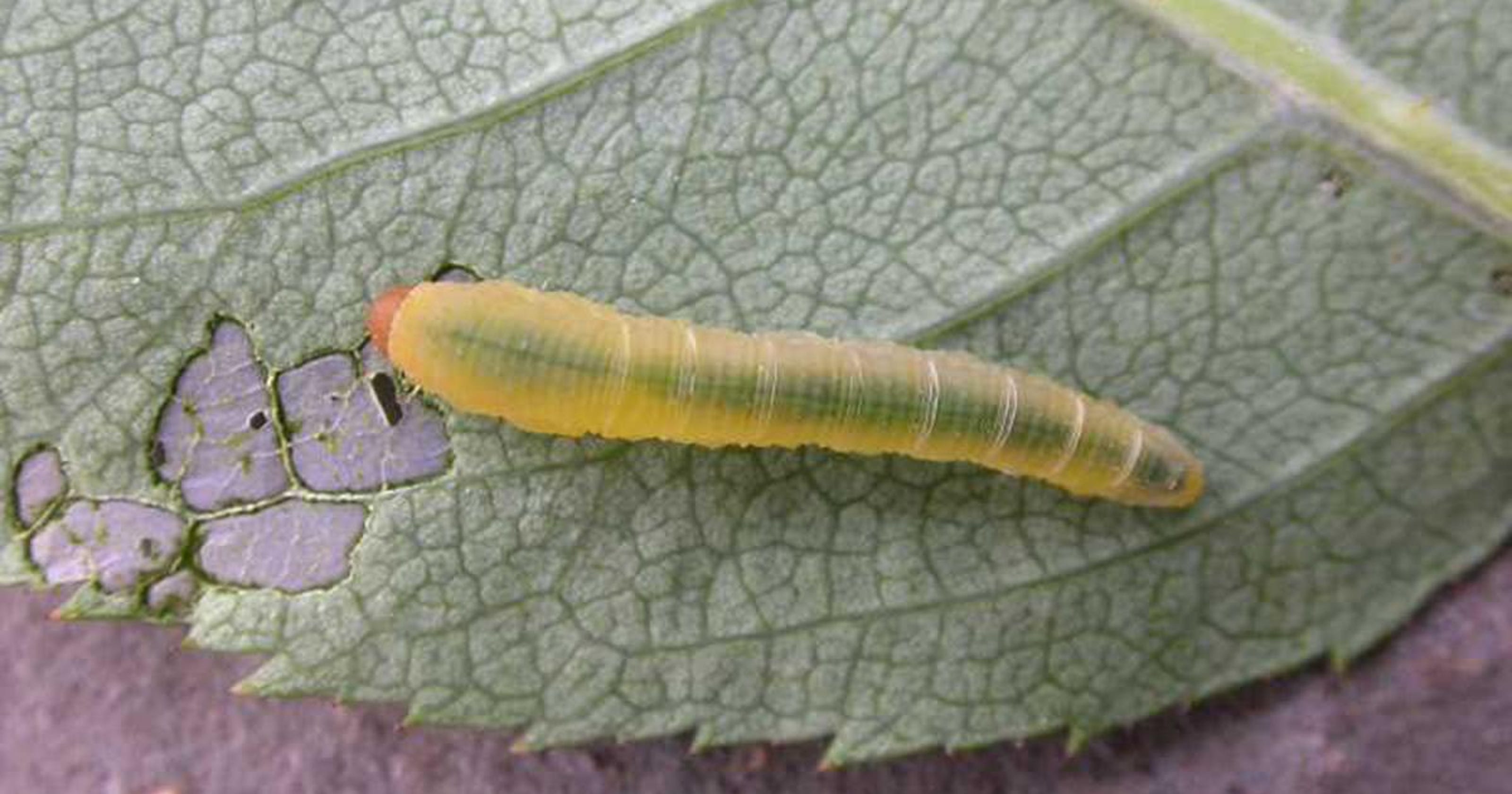 Gardening: Tiny rose sawfly larvae devours host plants