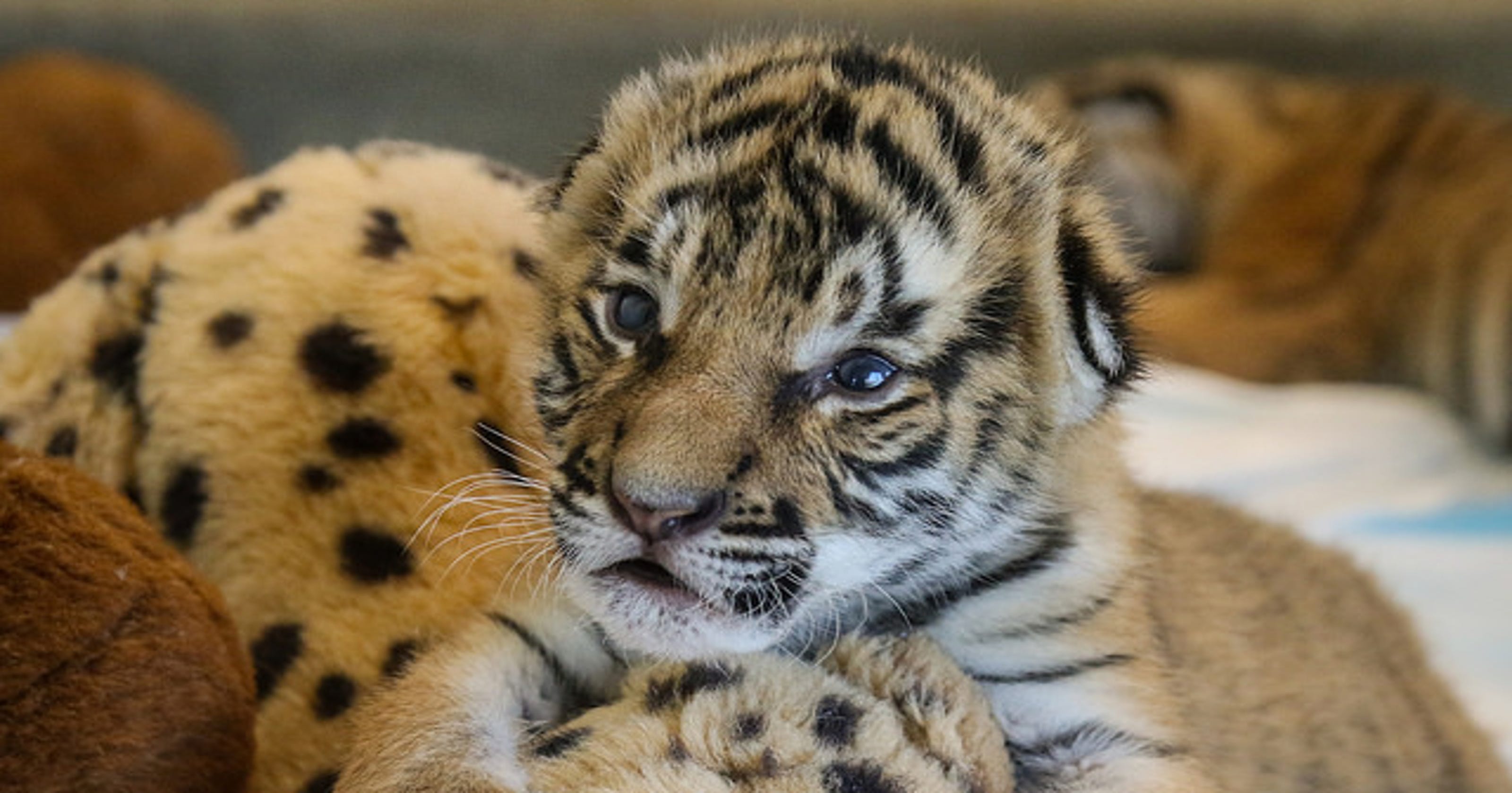 Cincinnati Zoo's tiger cubs doing well; one seeing chiropractor
