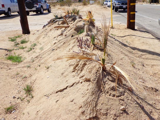 Gardening in the Palm Springs area: Mounding architecture