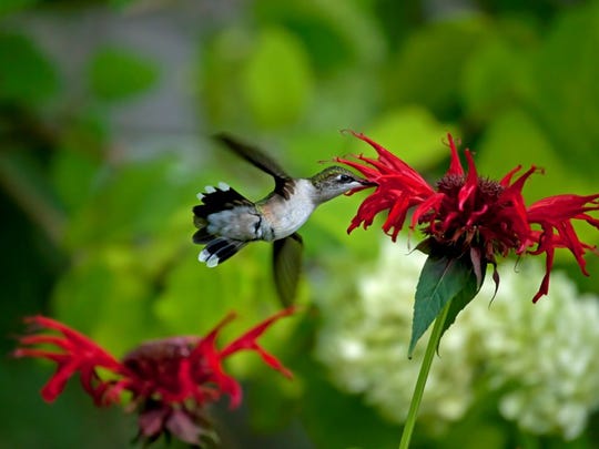 Vermont bird watching: How to attract ruby-throated hummingbirds.