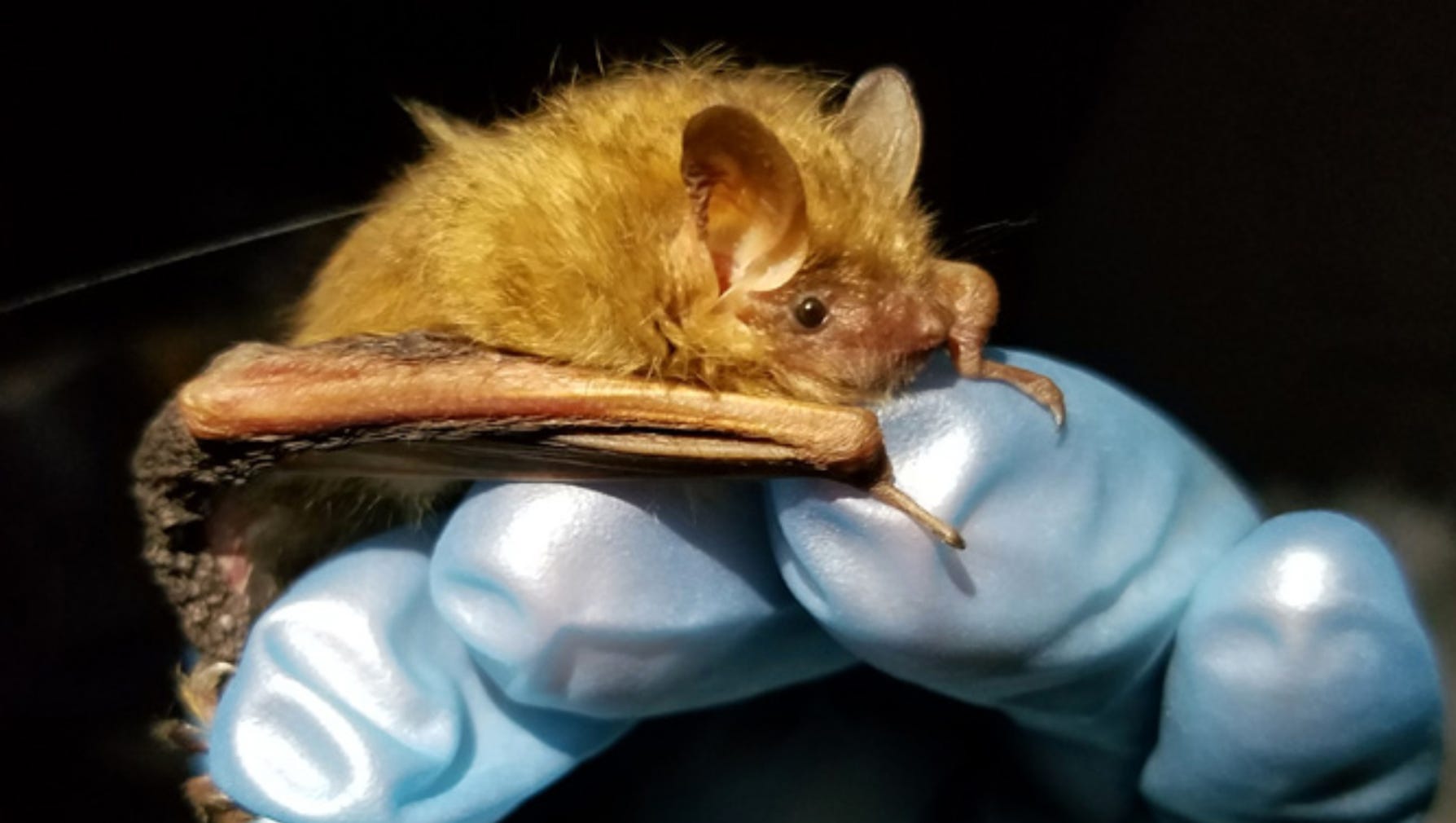 Tiny transmitter tracks flights of small endangered bat in Wisconsin