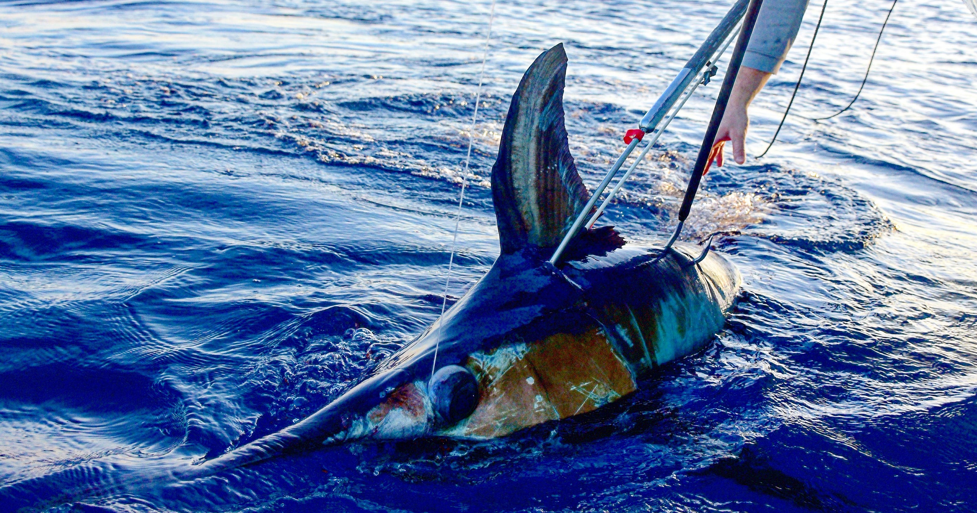 Federal decision threatens swordfish