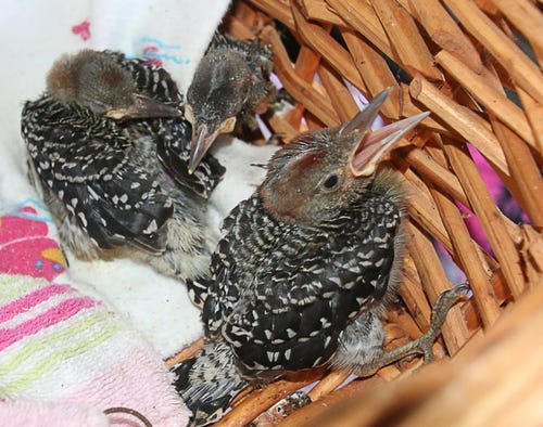 creature-safe-place-where-the-wild-things-are