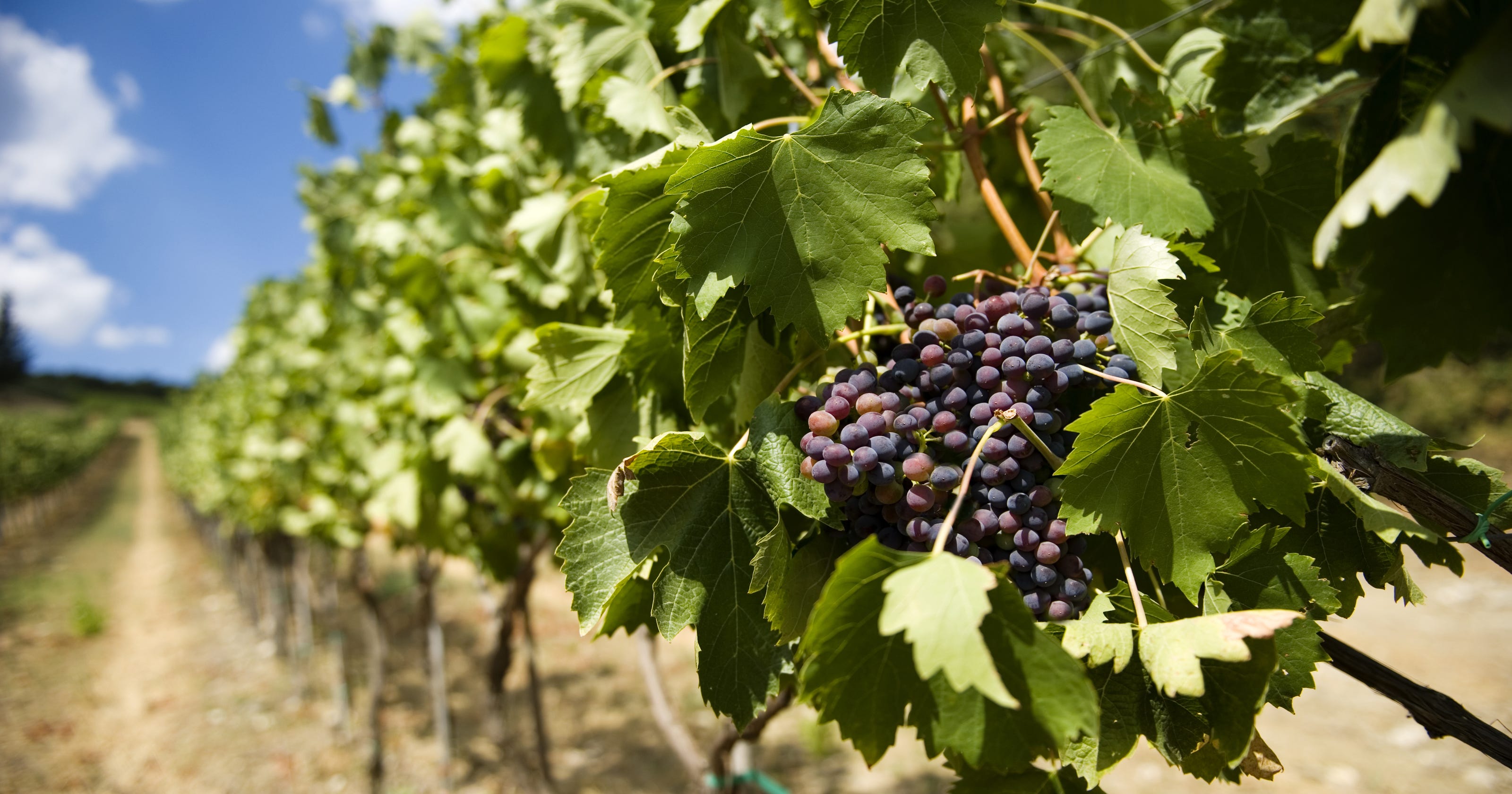 Three lesser-known Italian grapes
