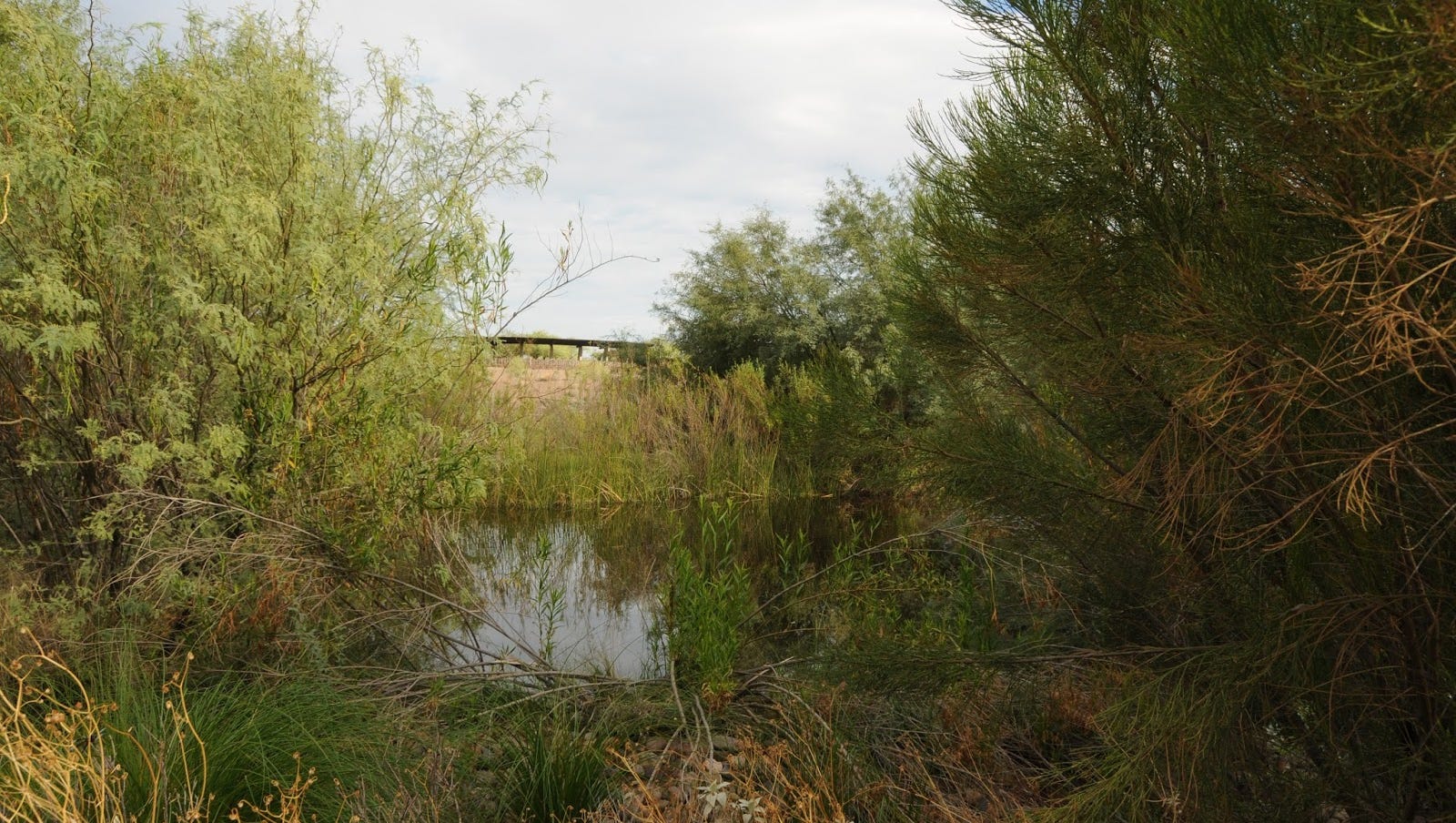 Phoenix hike: Rio Salado wetlands