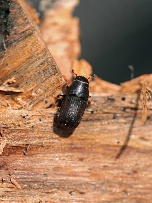 NMSU biology professor leads bark beetle study