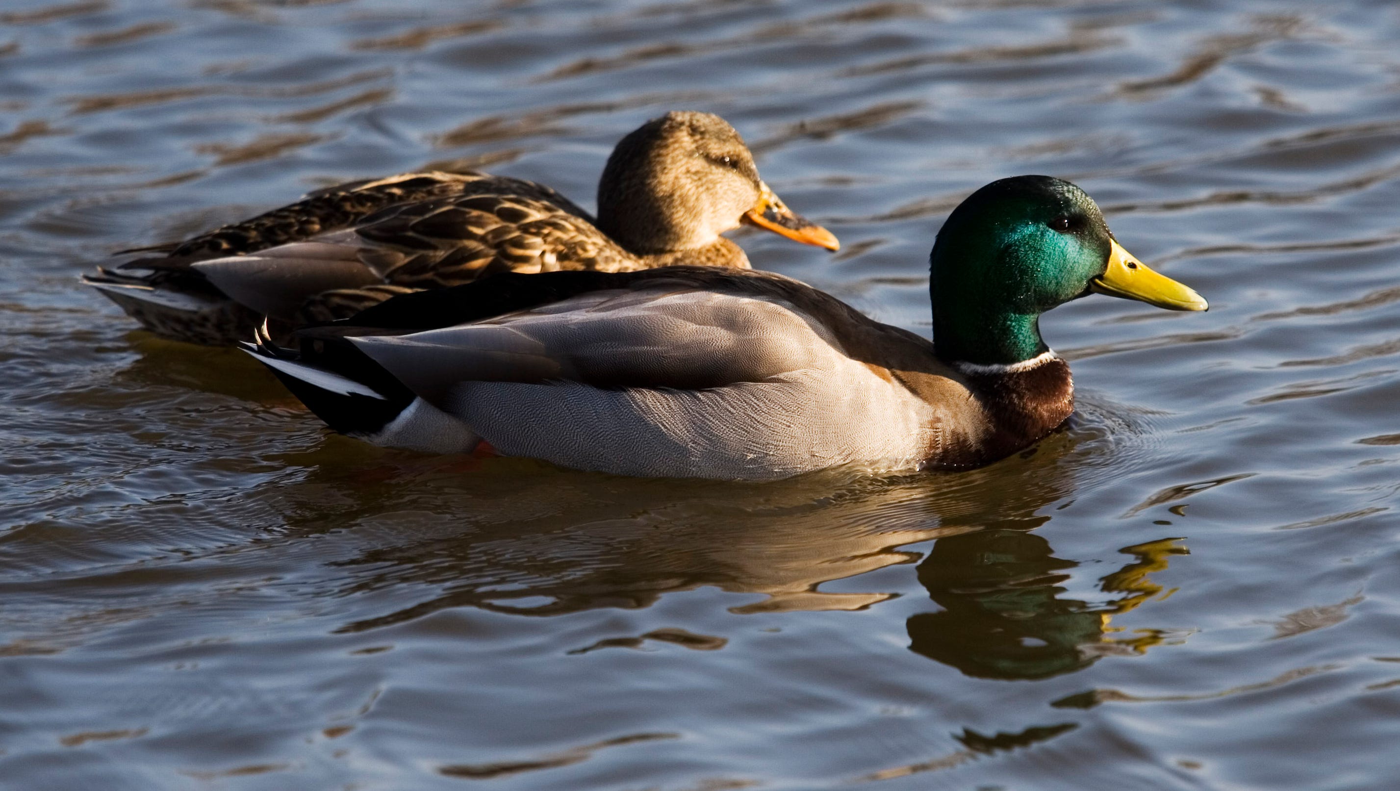 Seven things you never knew about the sex lives of mallard ducks