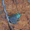 'One-in-a-million' frog found at Lake Shasta