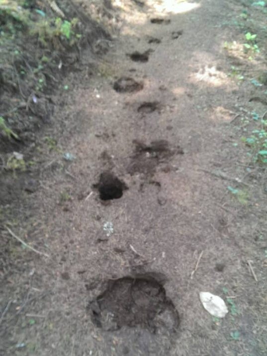 Horse riders damage mountain bike trail at Silver Falls