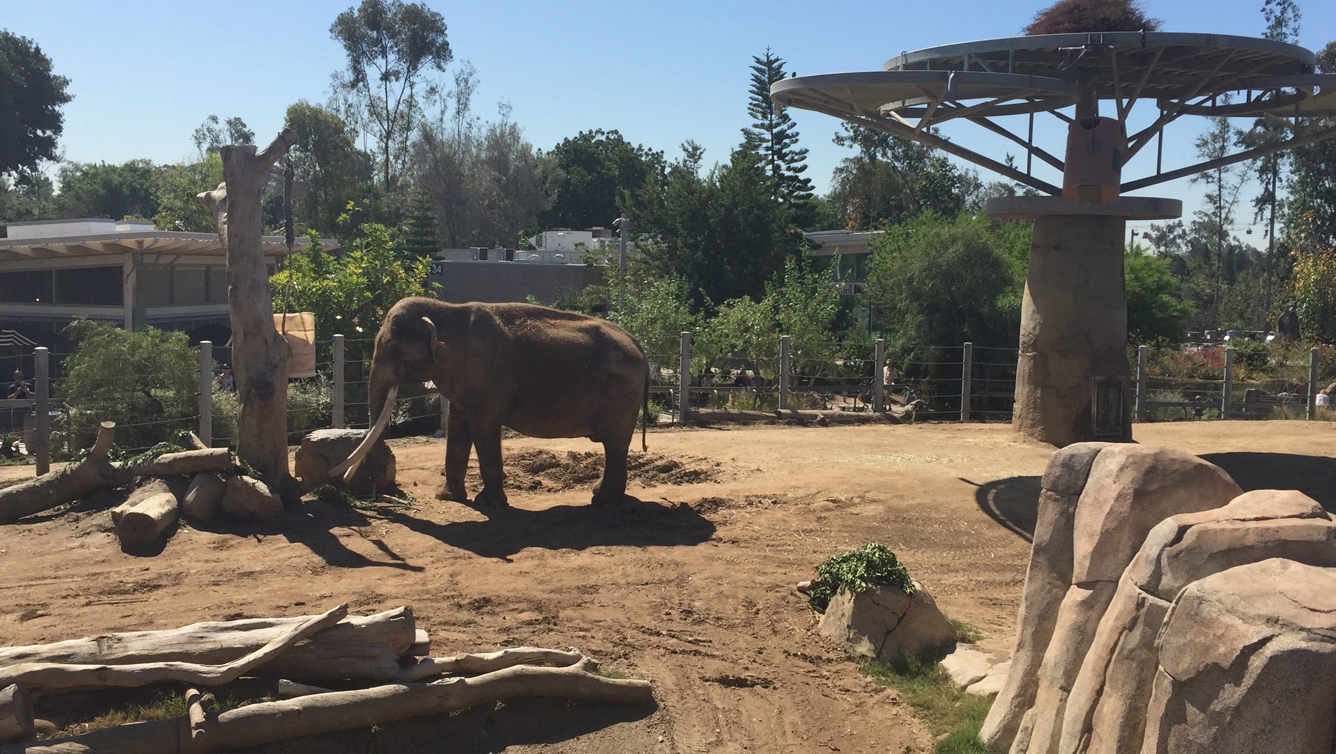 San Diego Zoo: 100 things you need to know