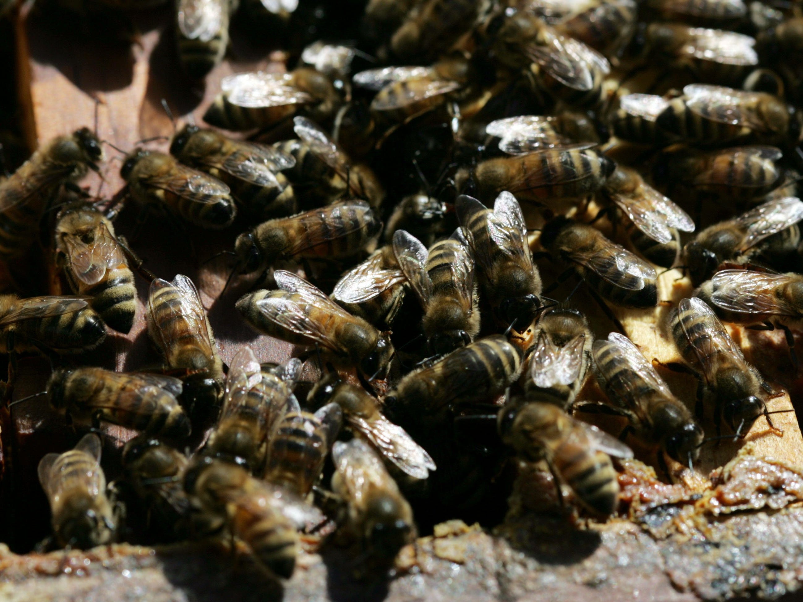 Bay City approves rules for chicken, bee owners