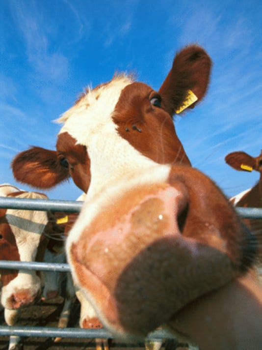 Cattle killed in I-81 crash near Shippensurg