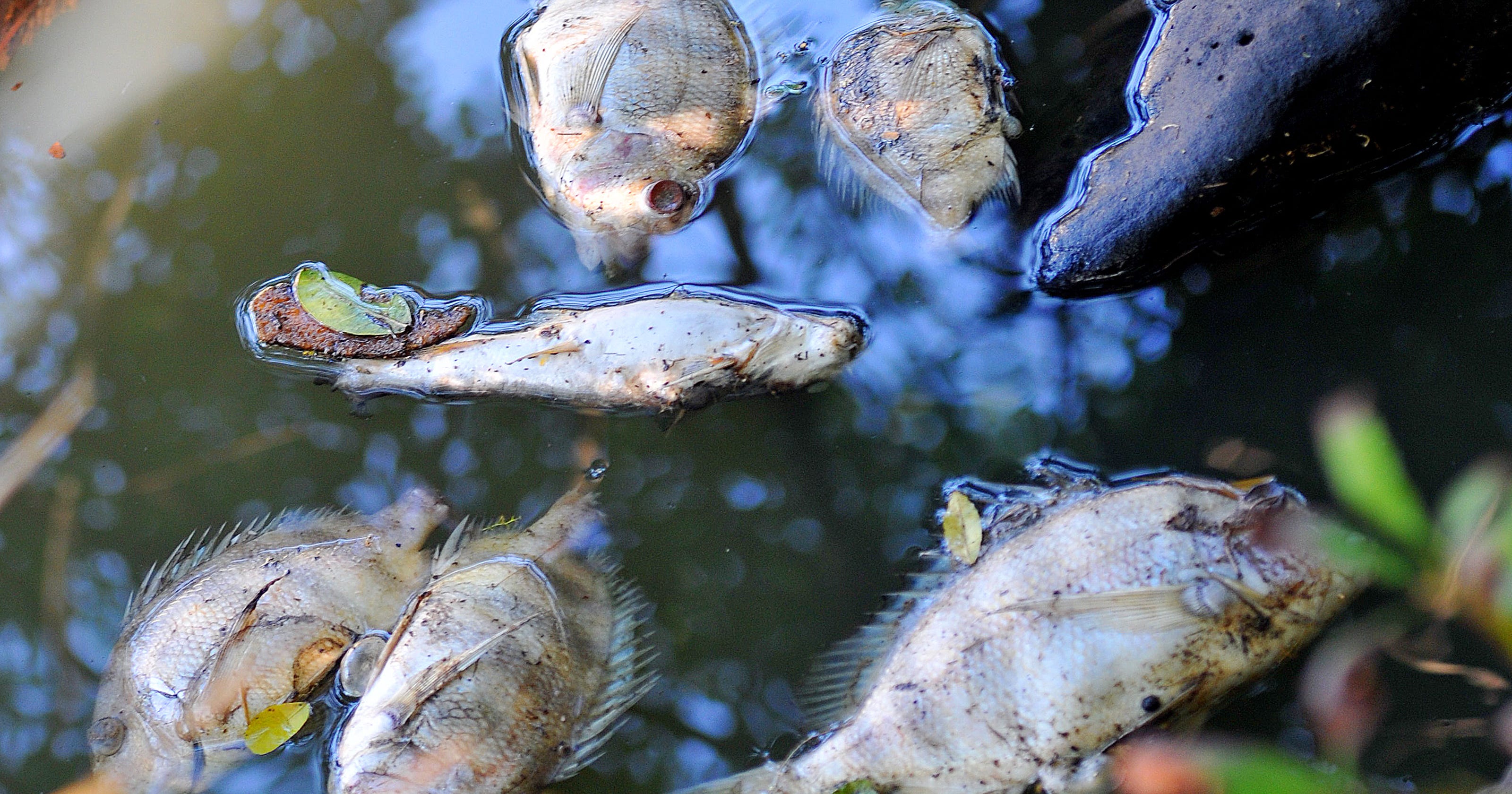 Indian River Lagoon fish are dying in droves