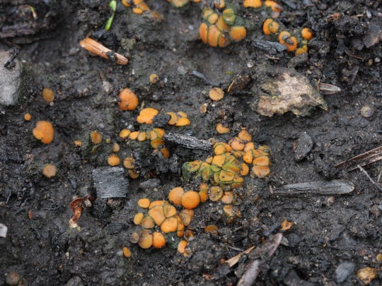 Researchers line up to study Great Smoky Mountains National Park after ...