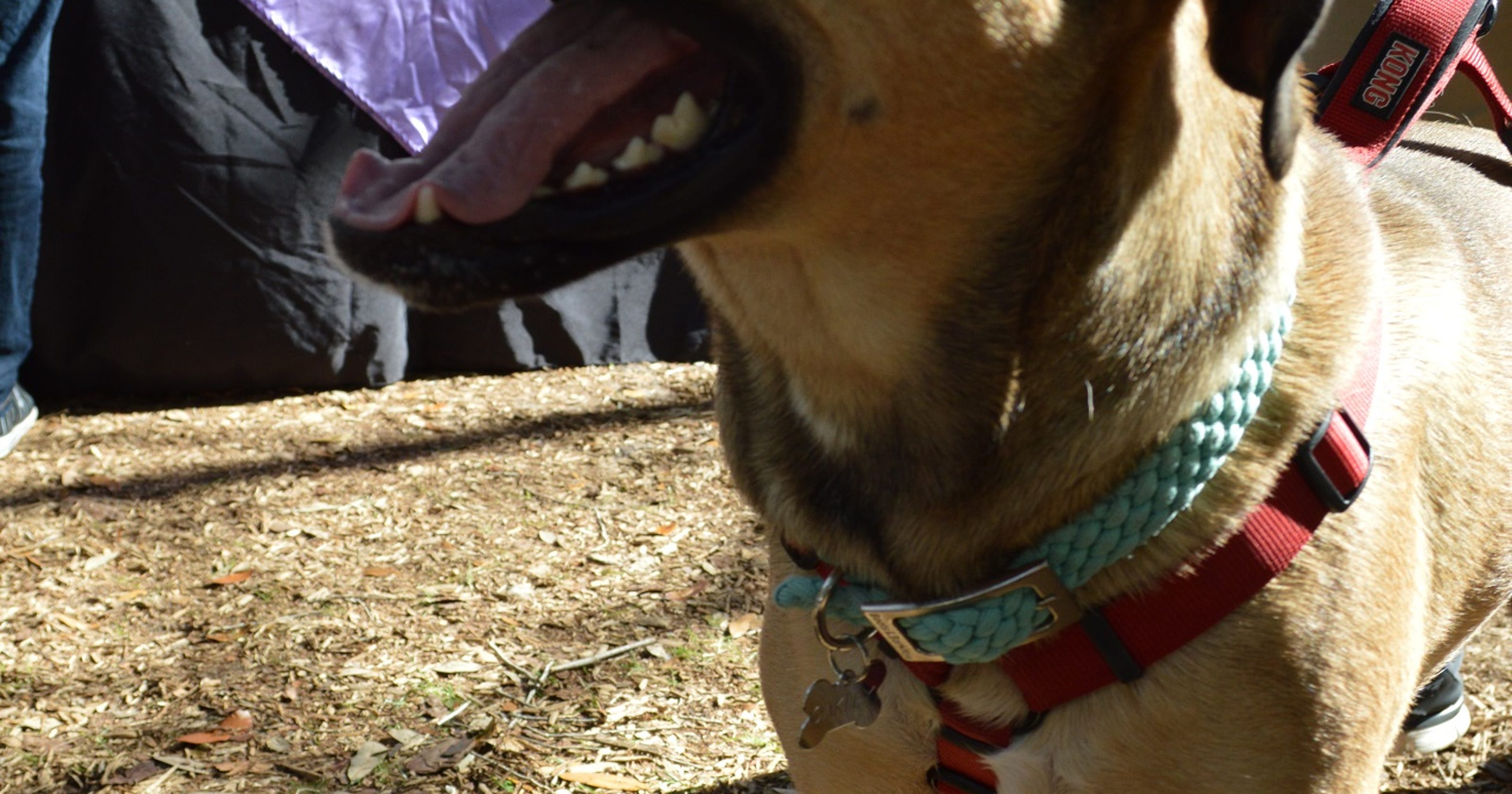 Southern Black Mouth Cur is fine candidate for Florida's state dog