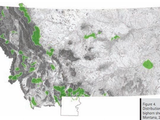 Big rams spark interest in Montana sheep