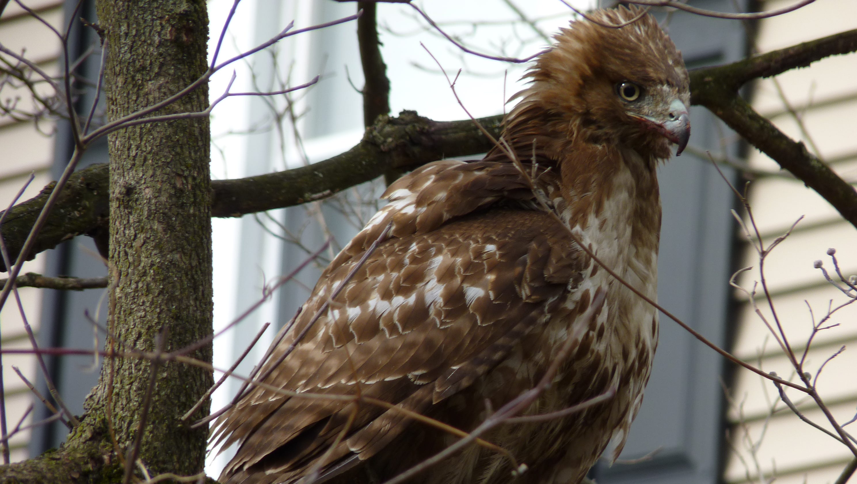 Young red-tailed hawk spotted in Somerville hunting prey