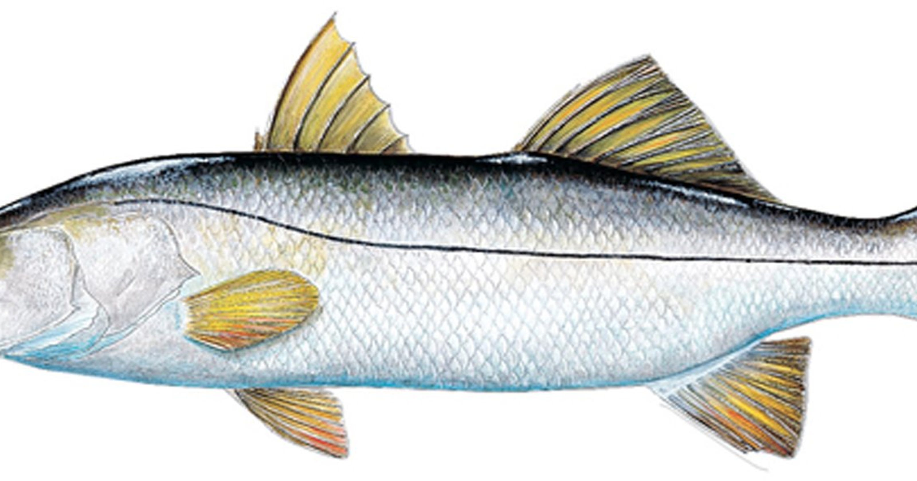 3 To Know: Snook reopening in Atlantic waters