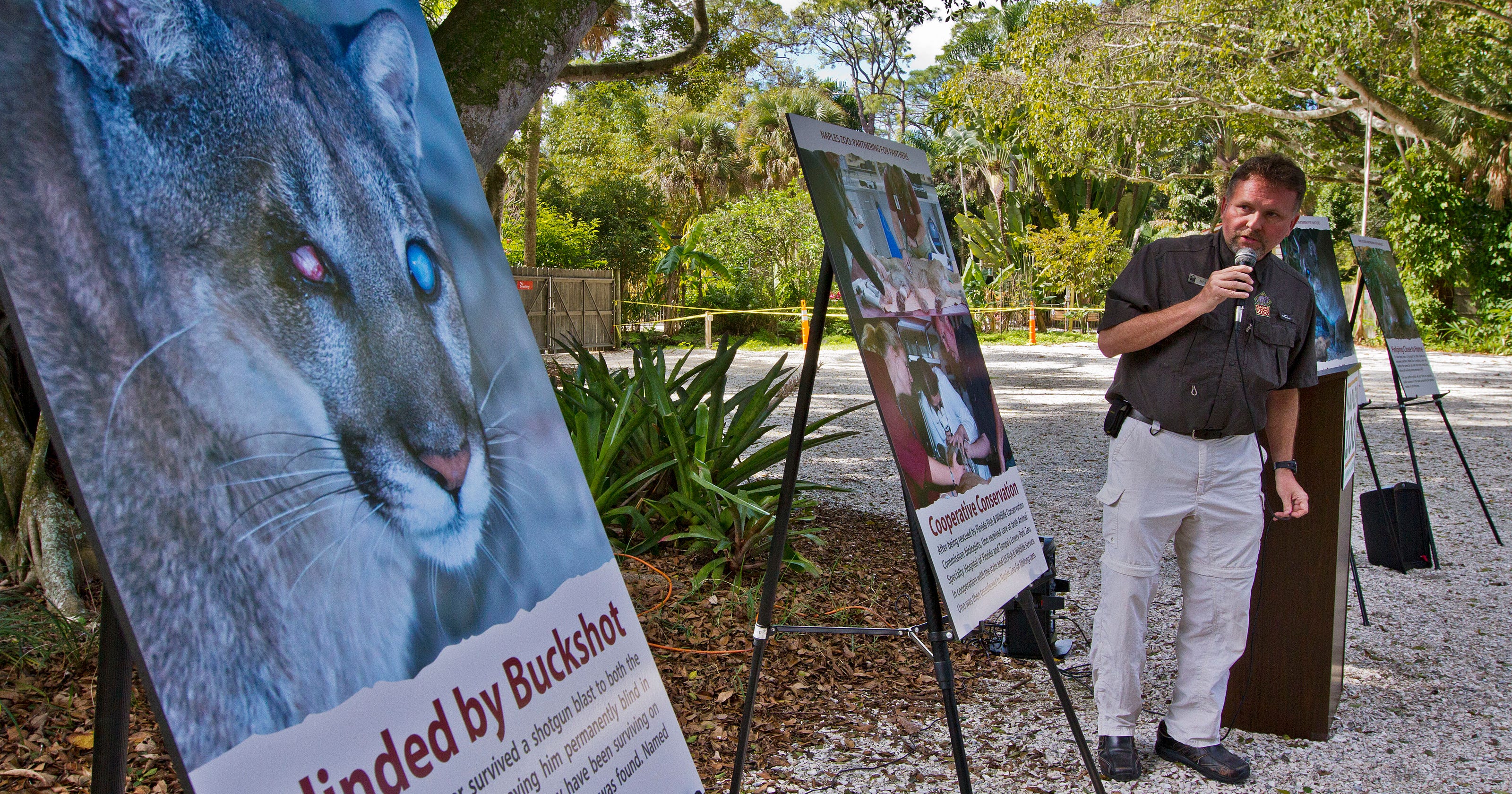 Panther shot in face, now blind, returns to SWFL