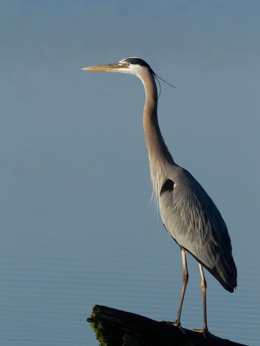 Critter of the Week: Great blue heron