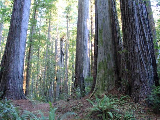How Oregon's last redwood forest was saved from the axe
