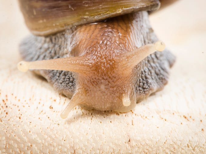 Photos: Non-native species invading Florida