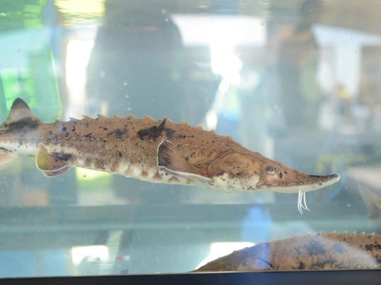 SC4 gets its own baby sturgeon to raise