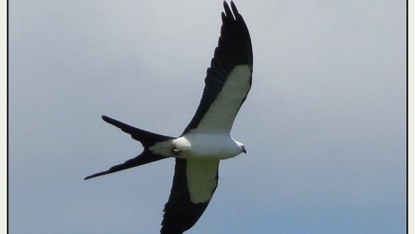 Join the Great Kite Count and share your sightings of these graceful birds