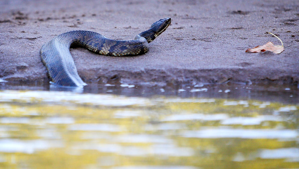 Wet weather causing increase in snake population