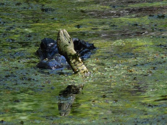 Alligator defends nest against snake at Bird Rookery Swamp in Naples