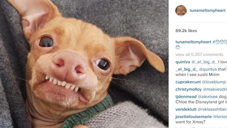 What Does An Overbite Look Like On A Dog