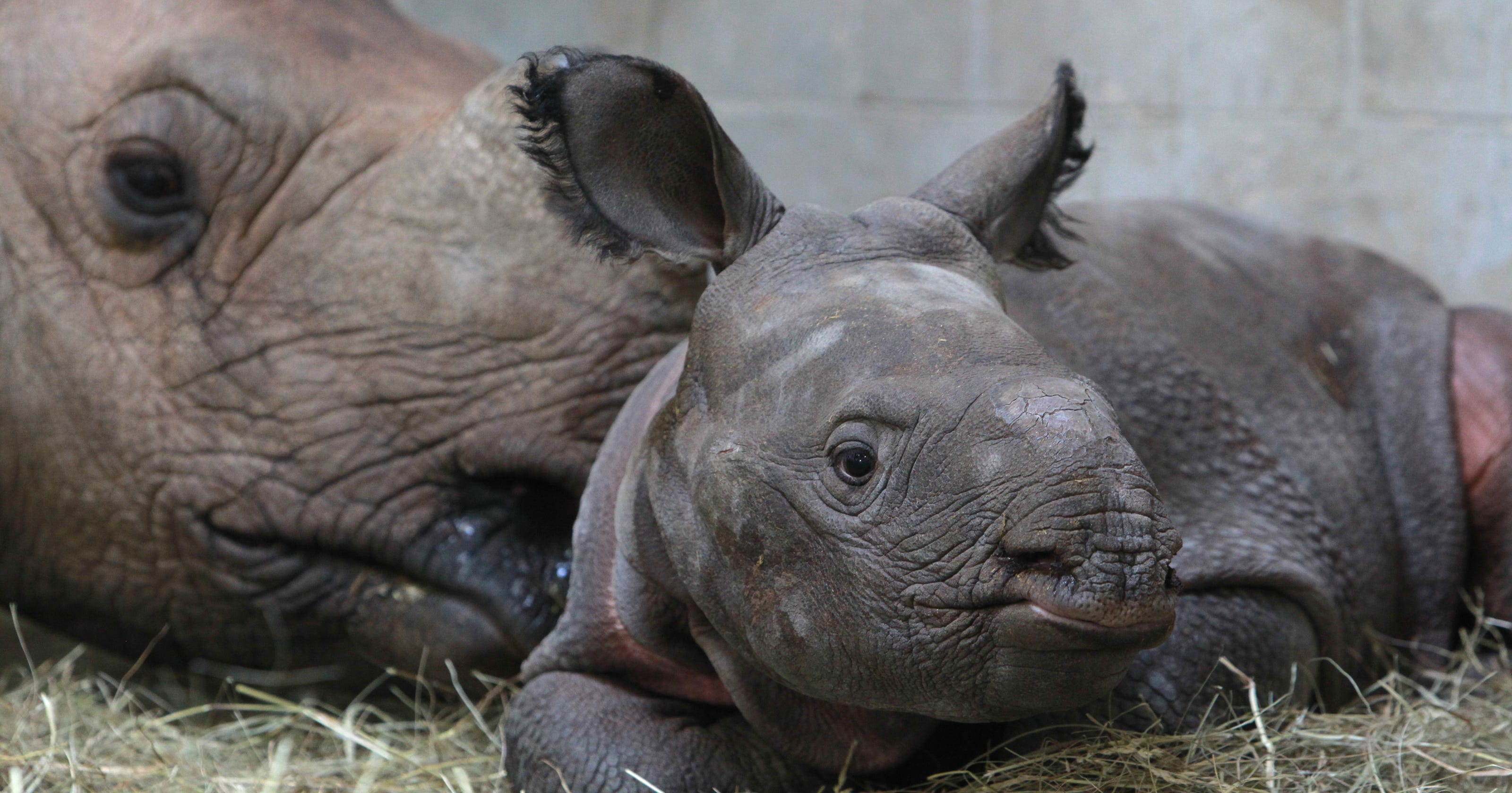 Seventh Asian rhino born at The Wilds
