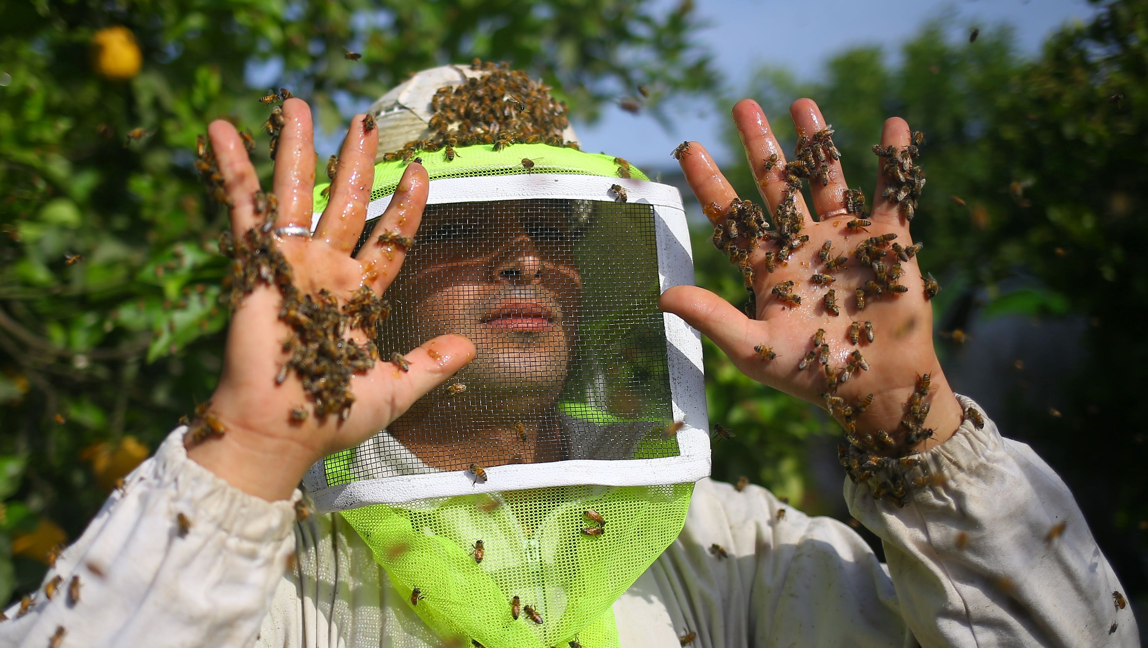 Bees can do math, scientists report in new study