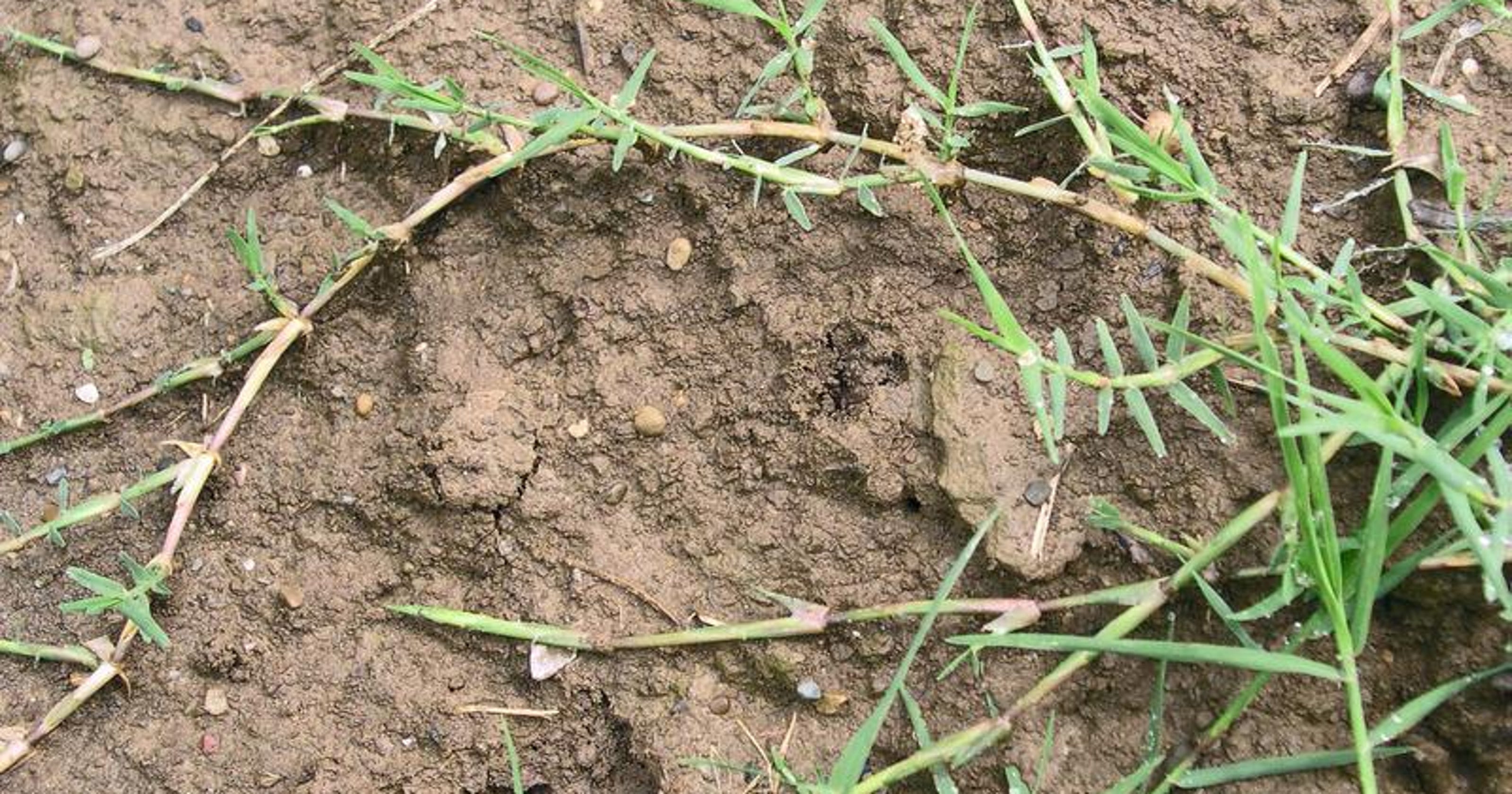 Invasive Grass Weeds