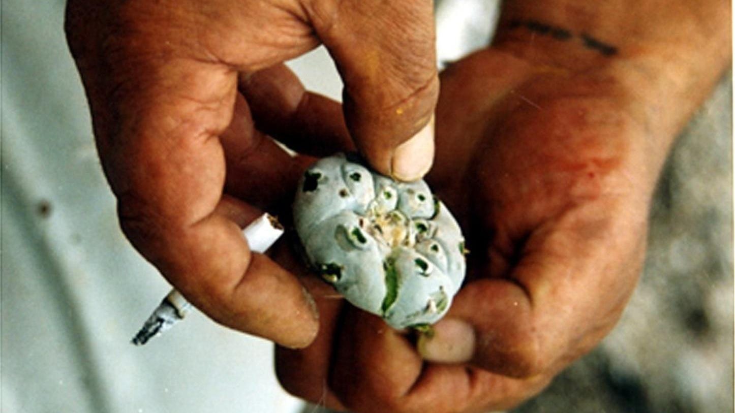 Should inmates be allowed to use peyote for religious purposes?