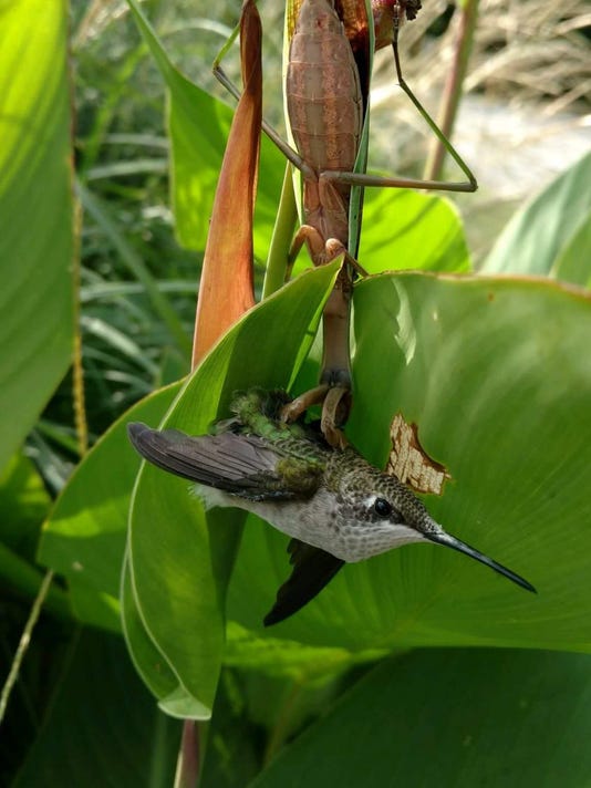 Praying mantis tries to make hummingbird a meal