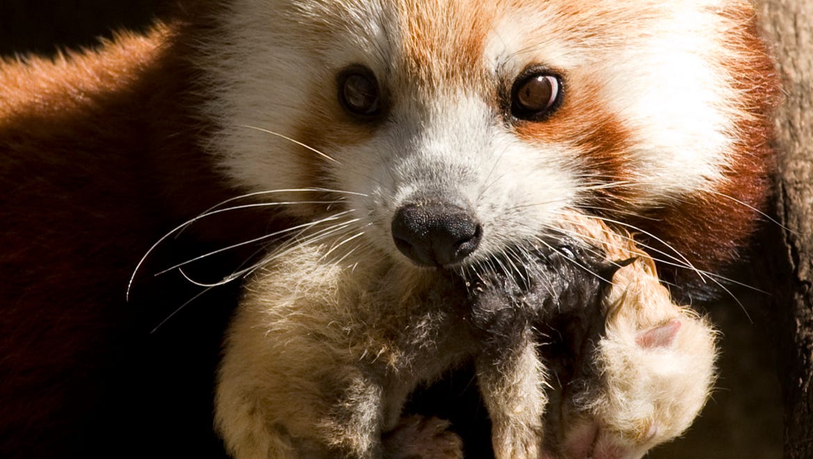 Red Pandas Eating Berries