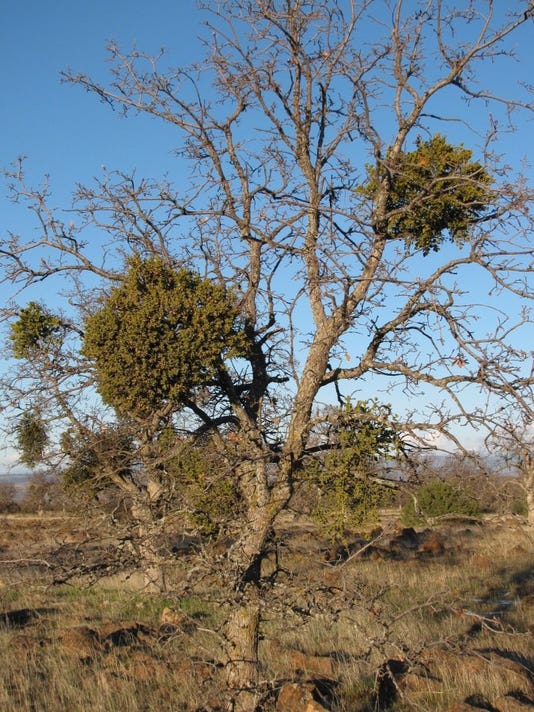 California Native Plant Society: Everything you wanted to know about ...