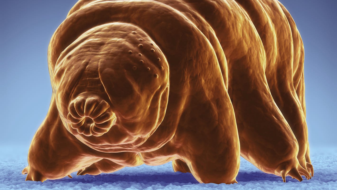 Tardigrades: The species that will live to the end of the world