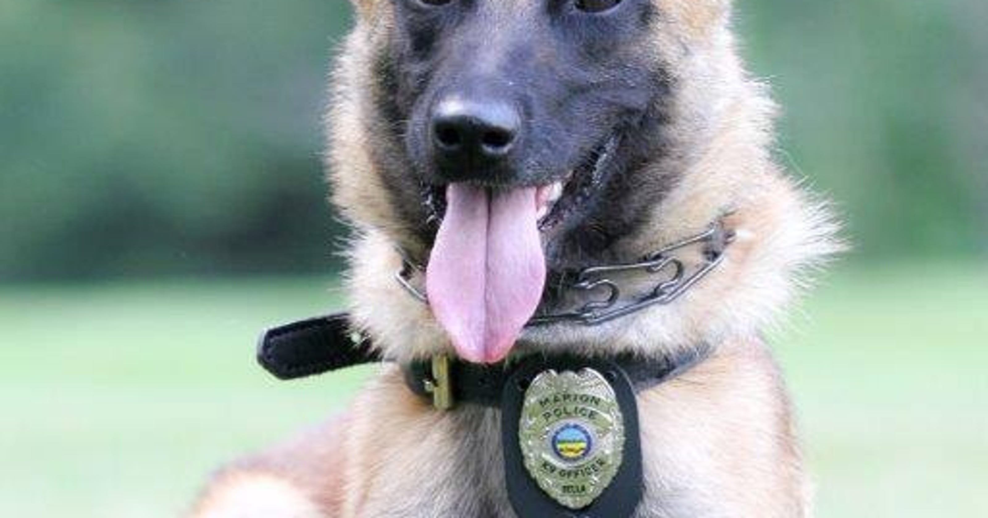 Bella, MPD K9 unit, dies in accident
