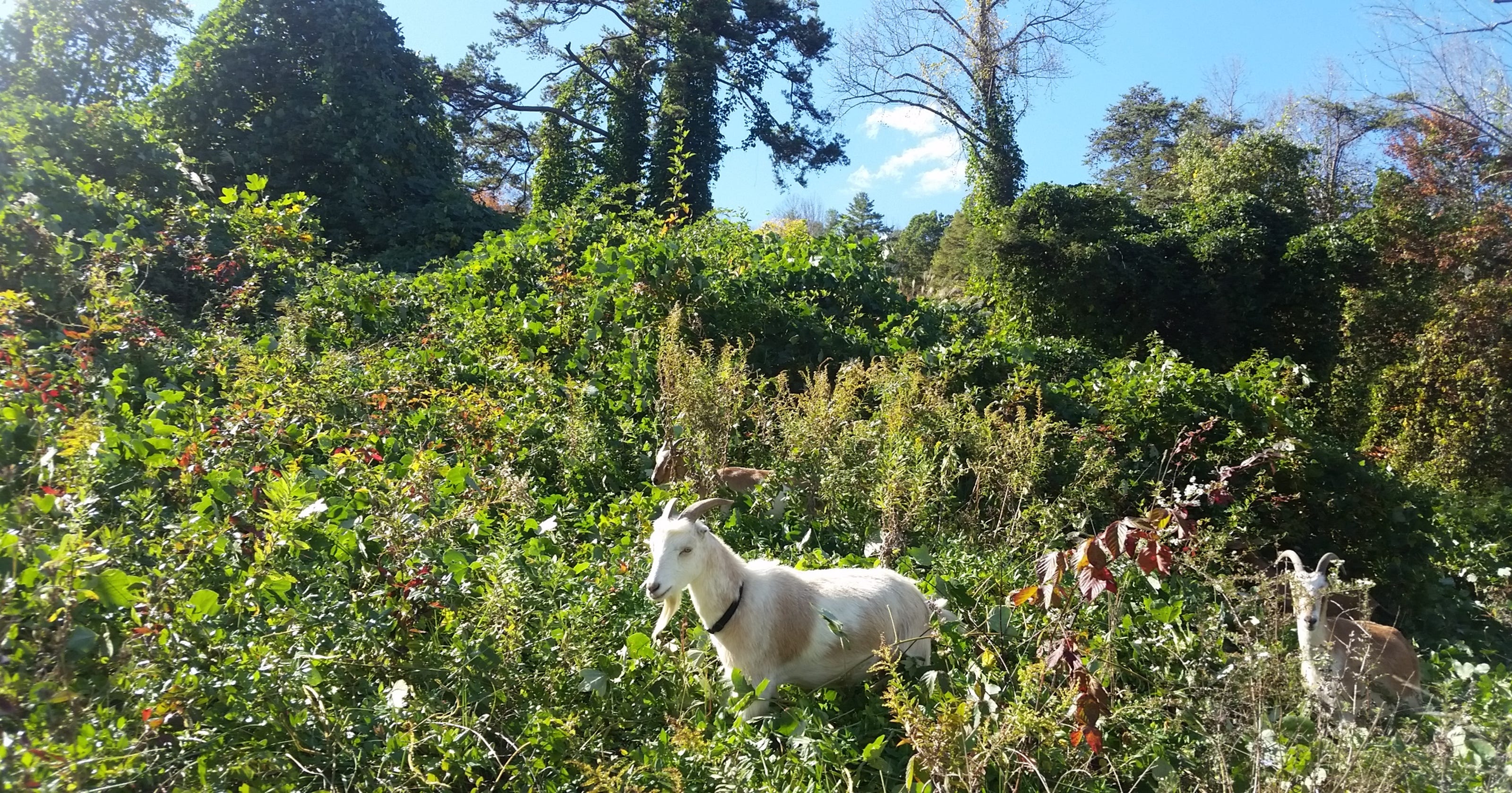 Nancy Williams: Do goats on a leash constitute a lawn service?