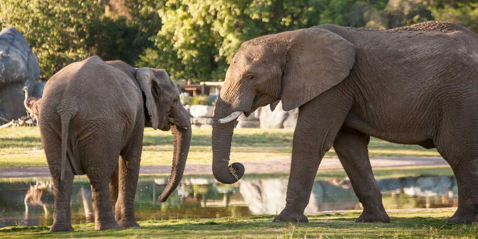 An African Adventure awaits at the Fresno Chaffee Zoo