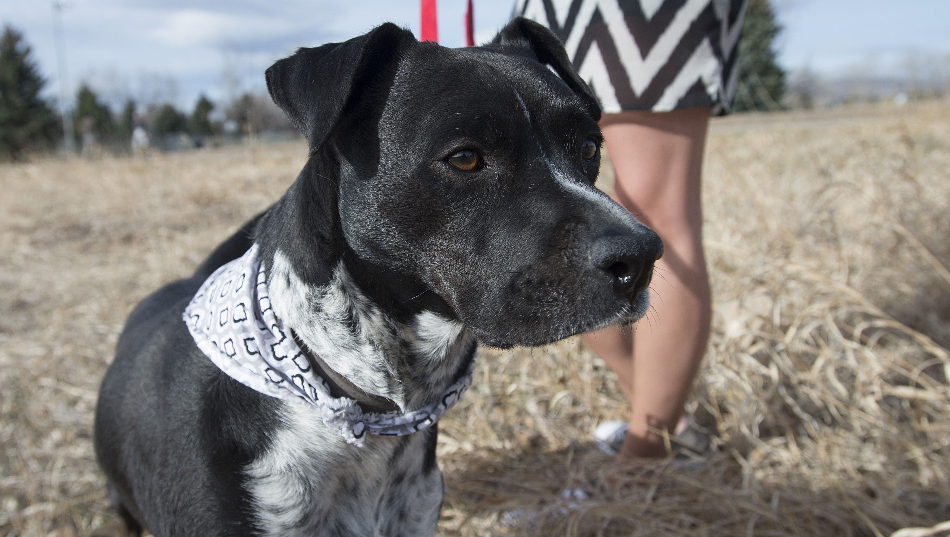 Marijuana poisoning poses serious risk for dogs